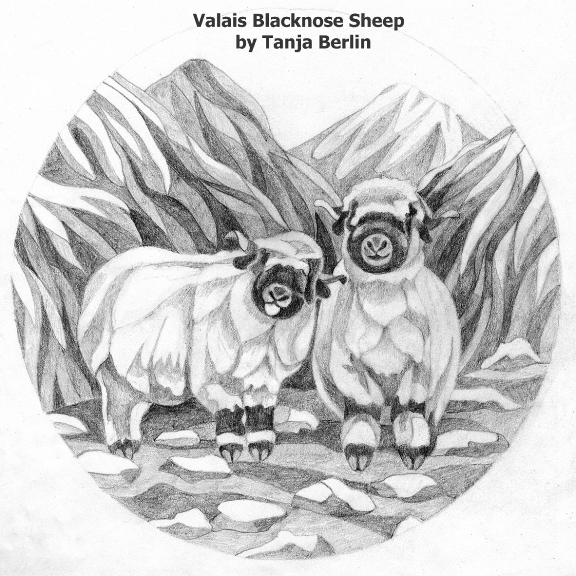 valais-sheep-sketch-tanja-berlin1 – Berlin Embroidery Designs